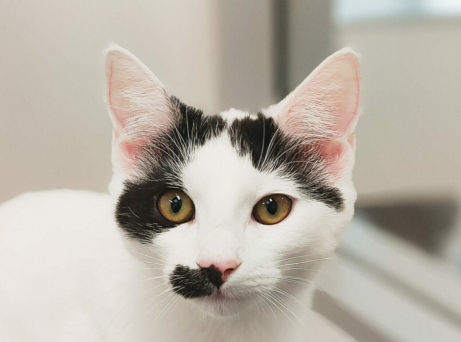 Getting The Paw-fect Picture - How To Photograph Your Pet